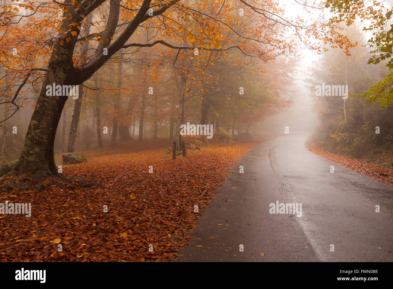 Autumn landscape at the forest Stock Photo - Alamy