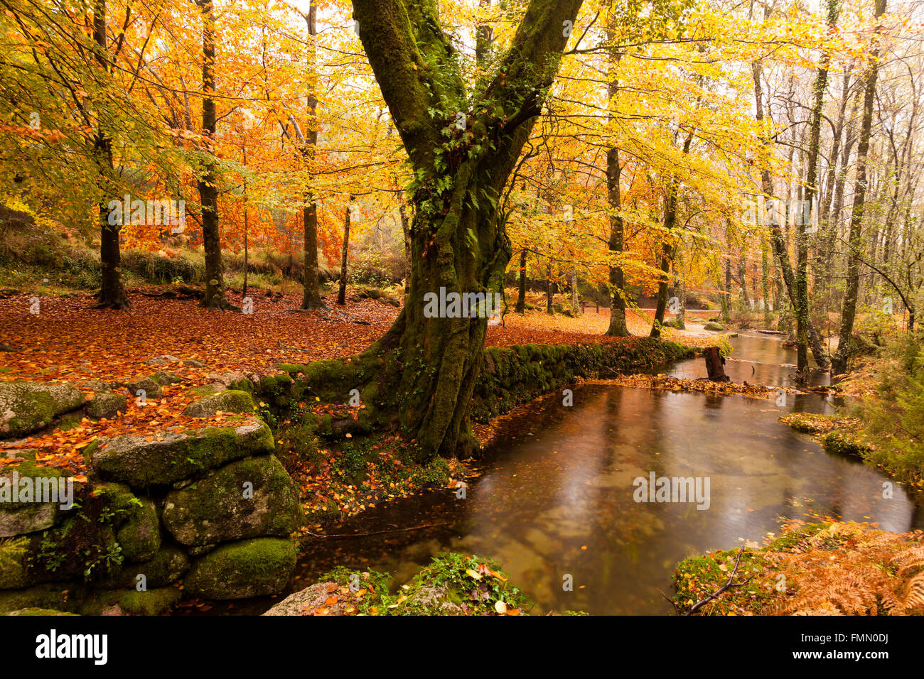Autumn landscape with trees and river at the forest Stock Photo - Alamy