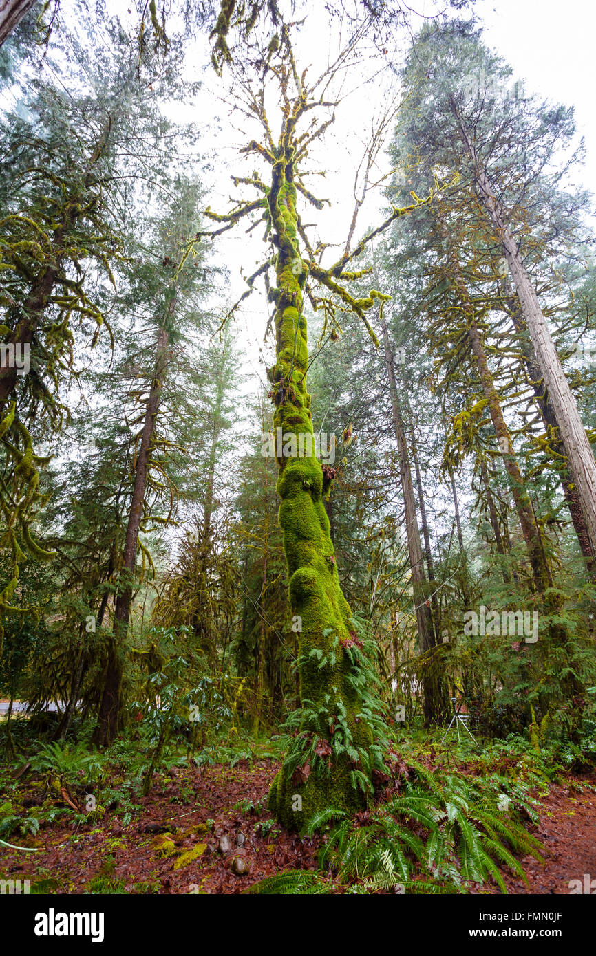 Ferns cover this tall tree in a forest in Oregon Stock Photo - Alamy