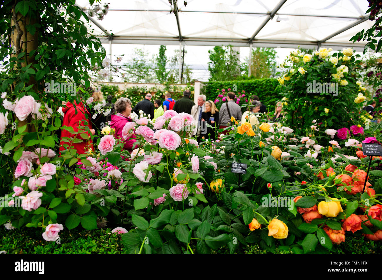 David Austin Roses,Very Popular Five day calendar Event,The Queen ...
