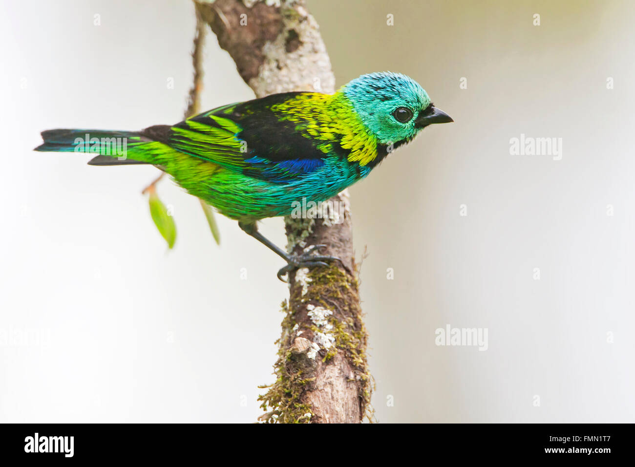 Green headed tanager hi-res stock photography and images - Alamy