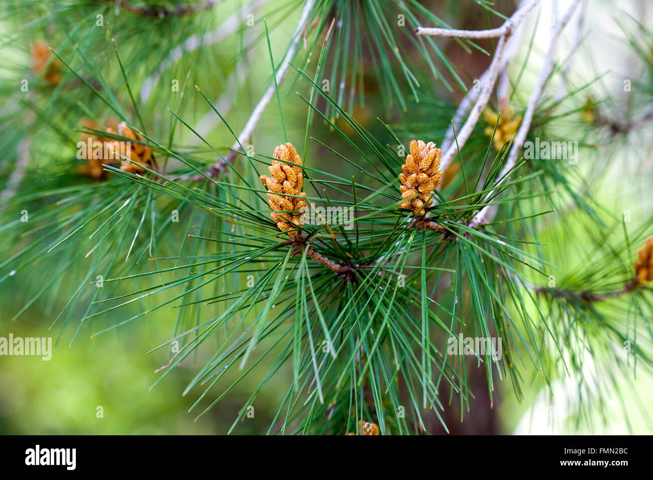 Long needles pine hi-res stock photography and images - Alamy