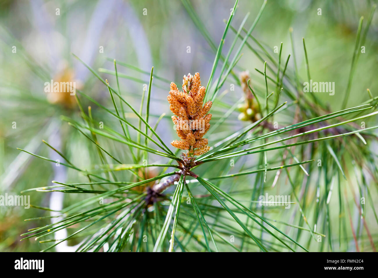 Needles tree flower hi-res stock photography and images - Alamy