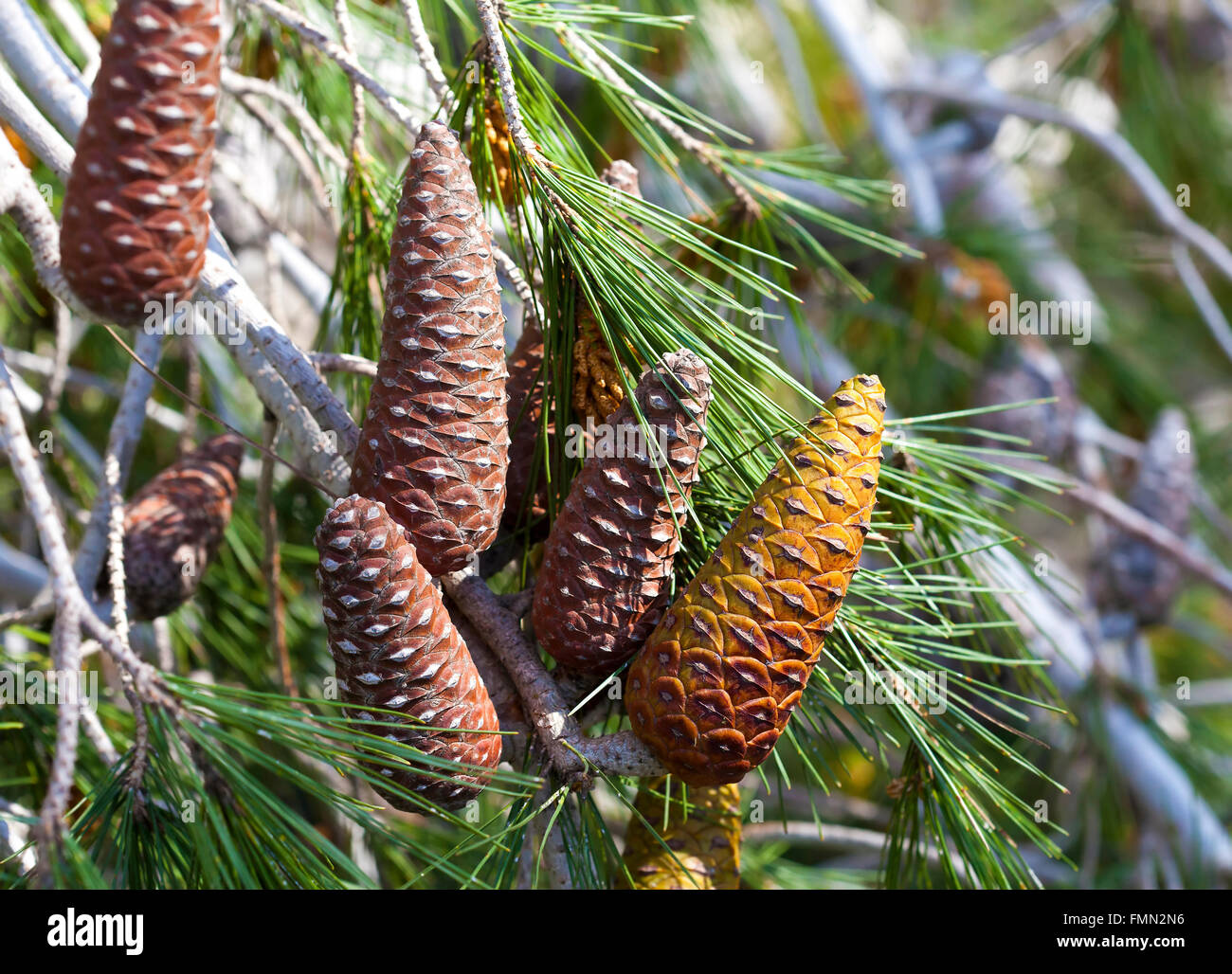 Yellow pollen cones pine tree hi-res stock photography and images - Alamy