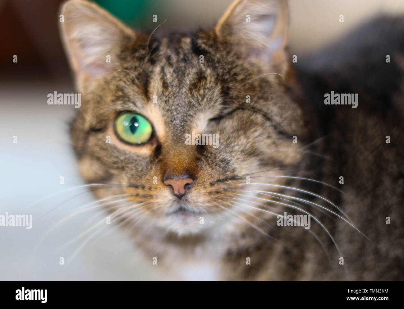 one eyed cat Stock Photo - Alamy