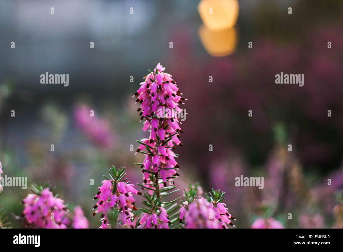 Heather pink hi-res stock photography and images - Alamy