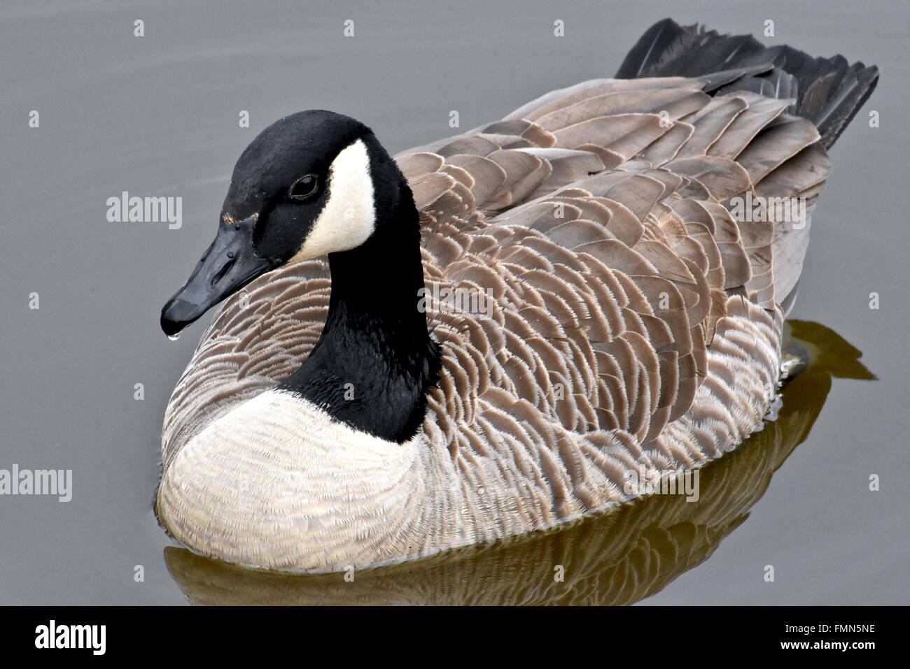 Waterfowl lake in canadian hi-res stock photography and images - Alamy