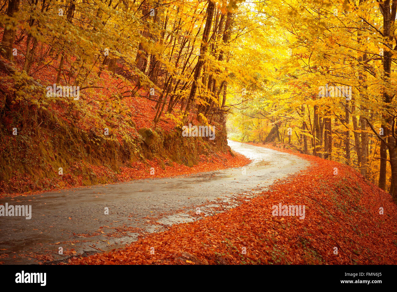 Autumn landscape with road and beautiful colored trees Stock Photo - Alamy