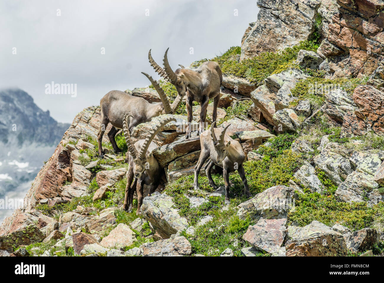Group of male Alpine Ibex, Swiss Alps, Grisons, Switzerland Stock Photo ...