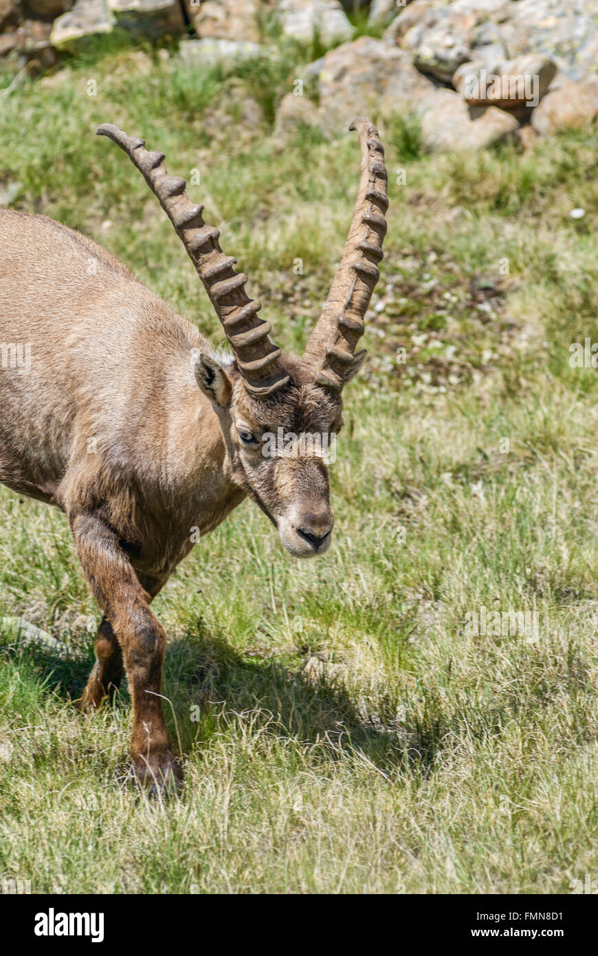 Single male Alpine Ibex, Swiss Alps, Grisons, Switzerland Stock Photo ...