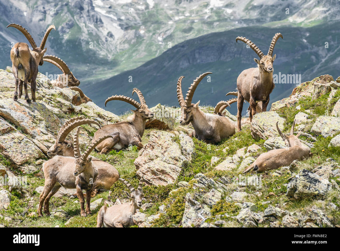Group of male Alpine Ibex, Swiss Alps, Grisons, Switzerland Stock Photo ...