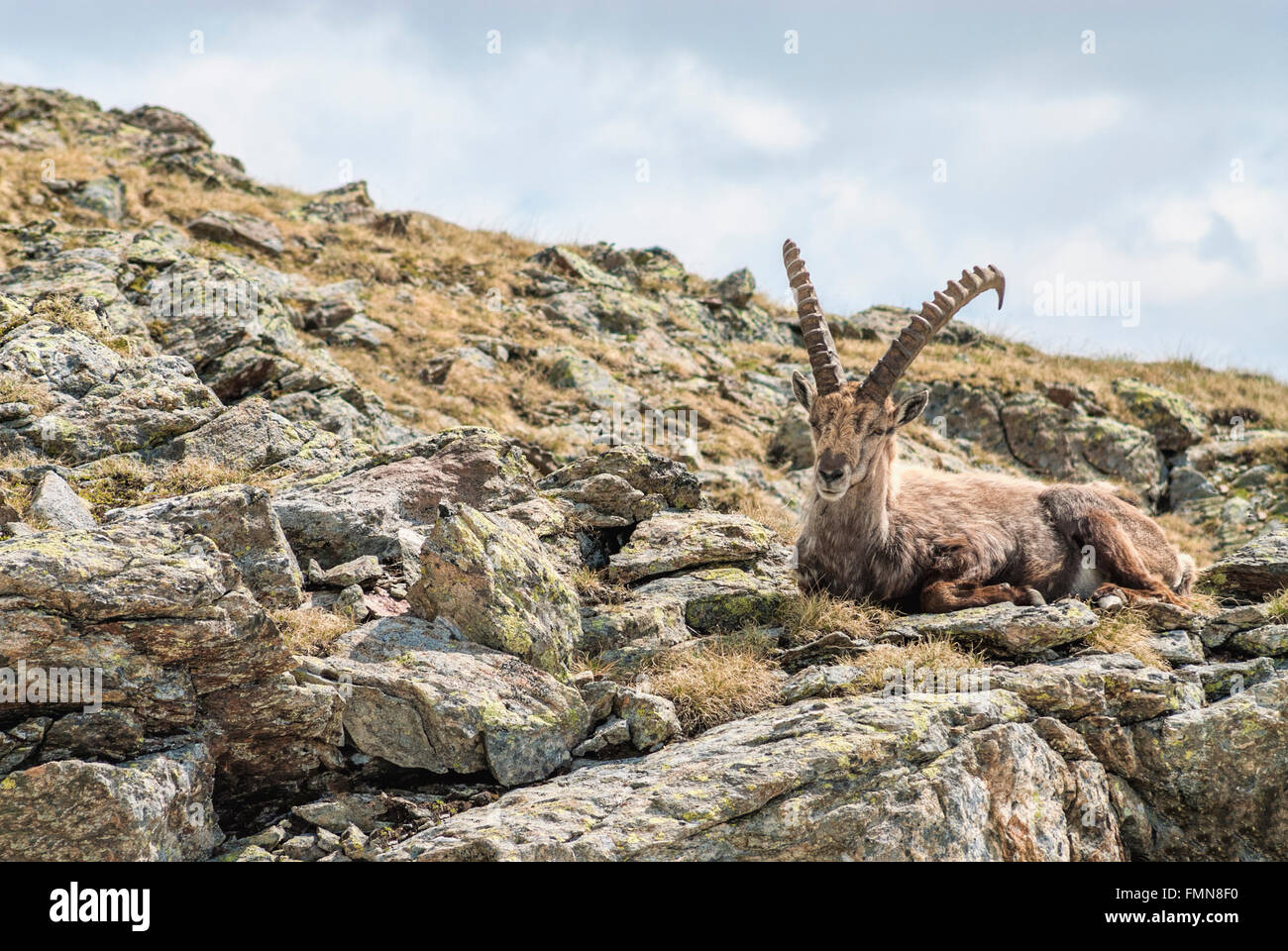Single male Alpine Ibex, Swiss Alps, Switzerland Stock Photo - Alamy