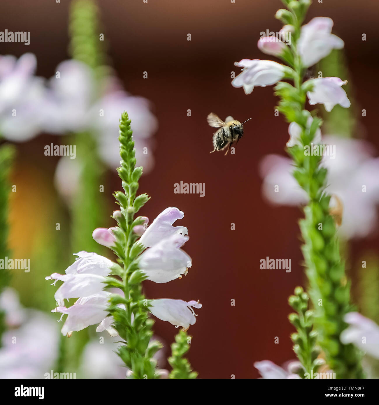 Full body of bee hi-res stock photography and images - Alamy