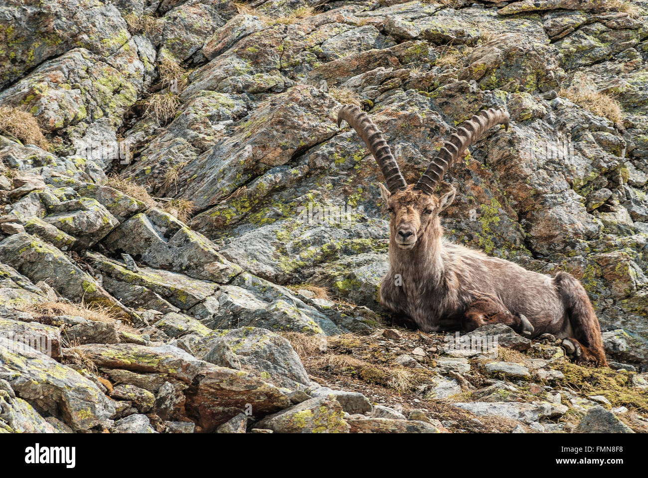 Steinbock graubuenden hi-res stock photography and images - Alamy
