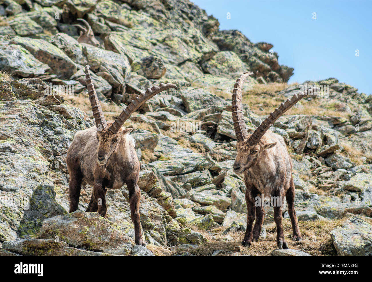 Steinbock symbol hi-res stock photography and images - Alamy