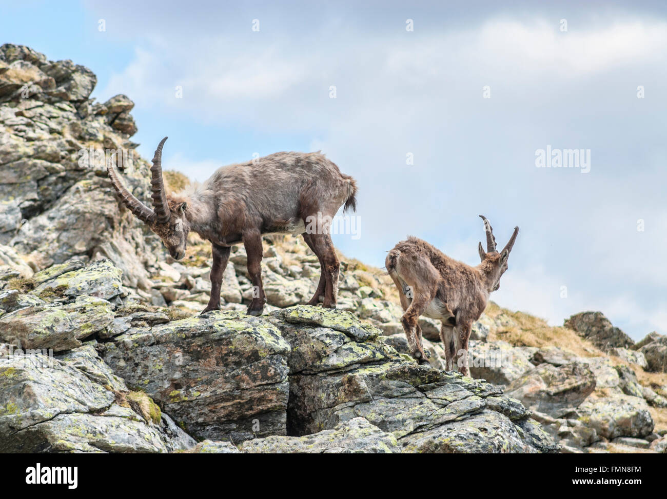 Group of male Alpine Ibex, Swiss Alps, Grisons, Switzerland Stock Photo ...