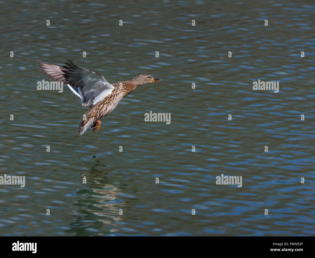 Duck in flight against the backdrop of water Stock Photo - Alamy