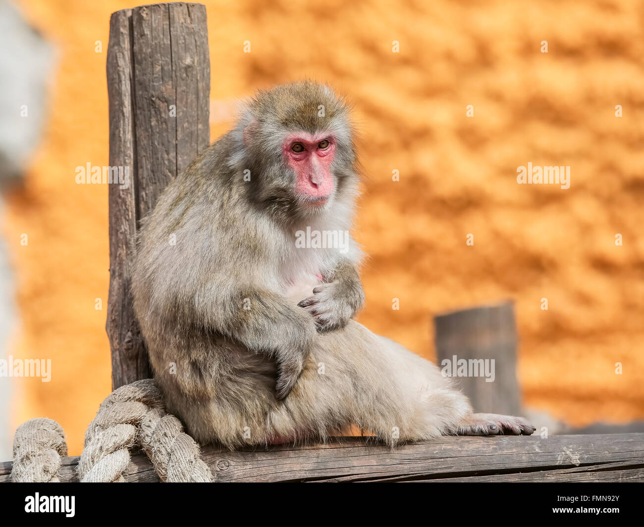 Animal kingdom japan hi-res stock photography and images - Alamy
