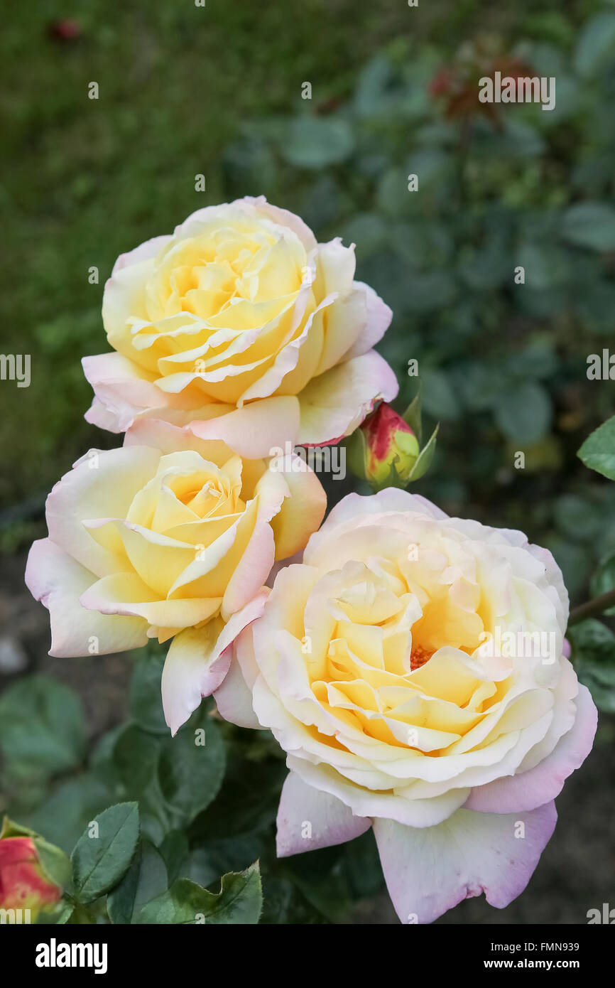 Spring Flowers in Park Stock Photo - Alamy