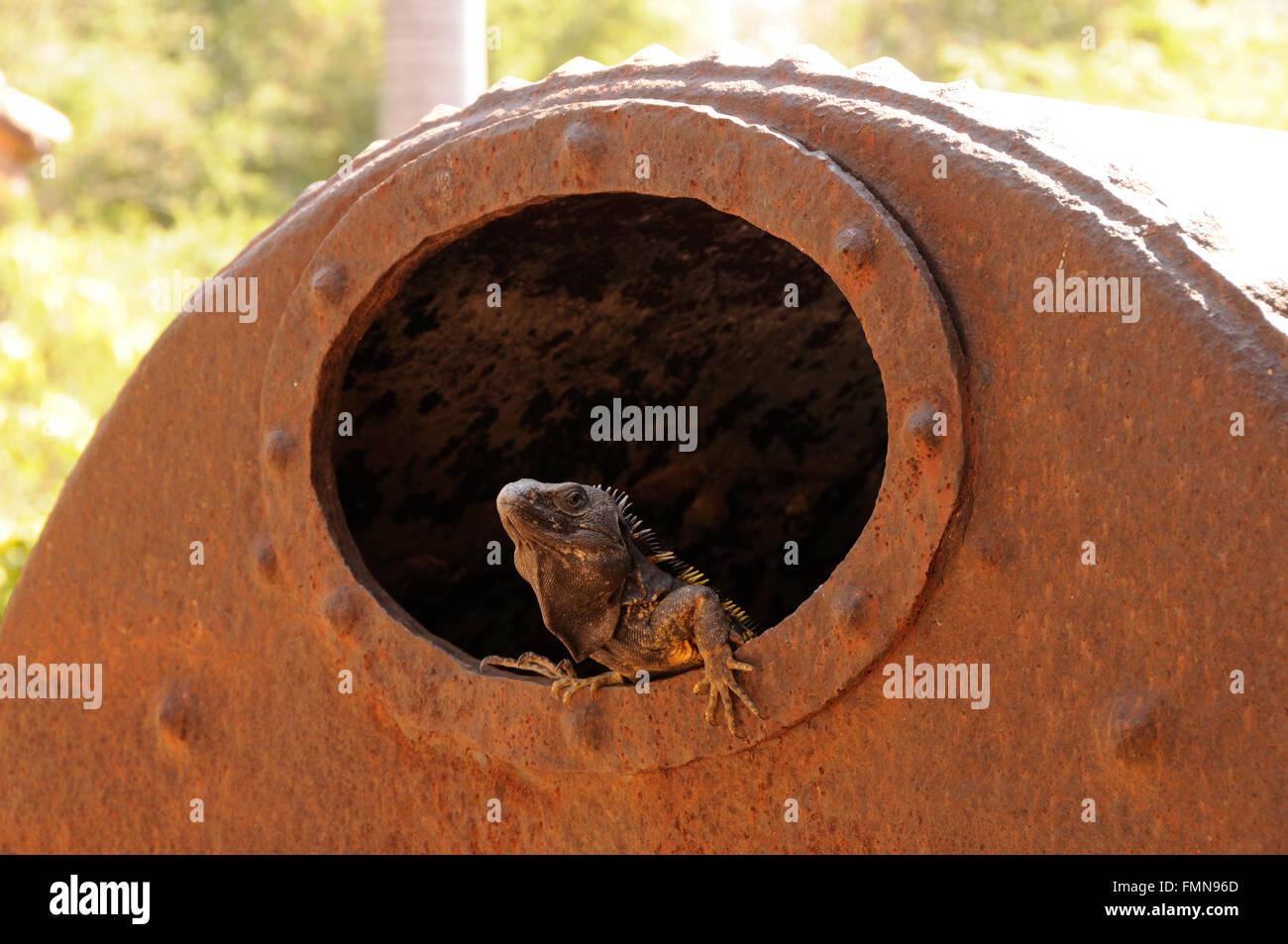 Metal iguana hi-res stock photography and images - Alamy