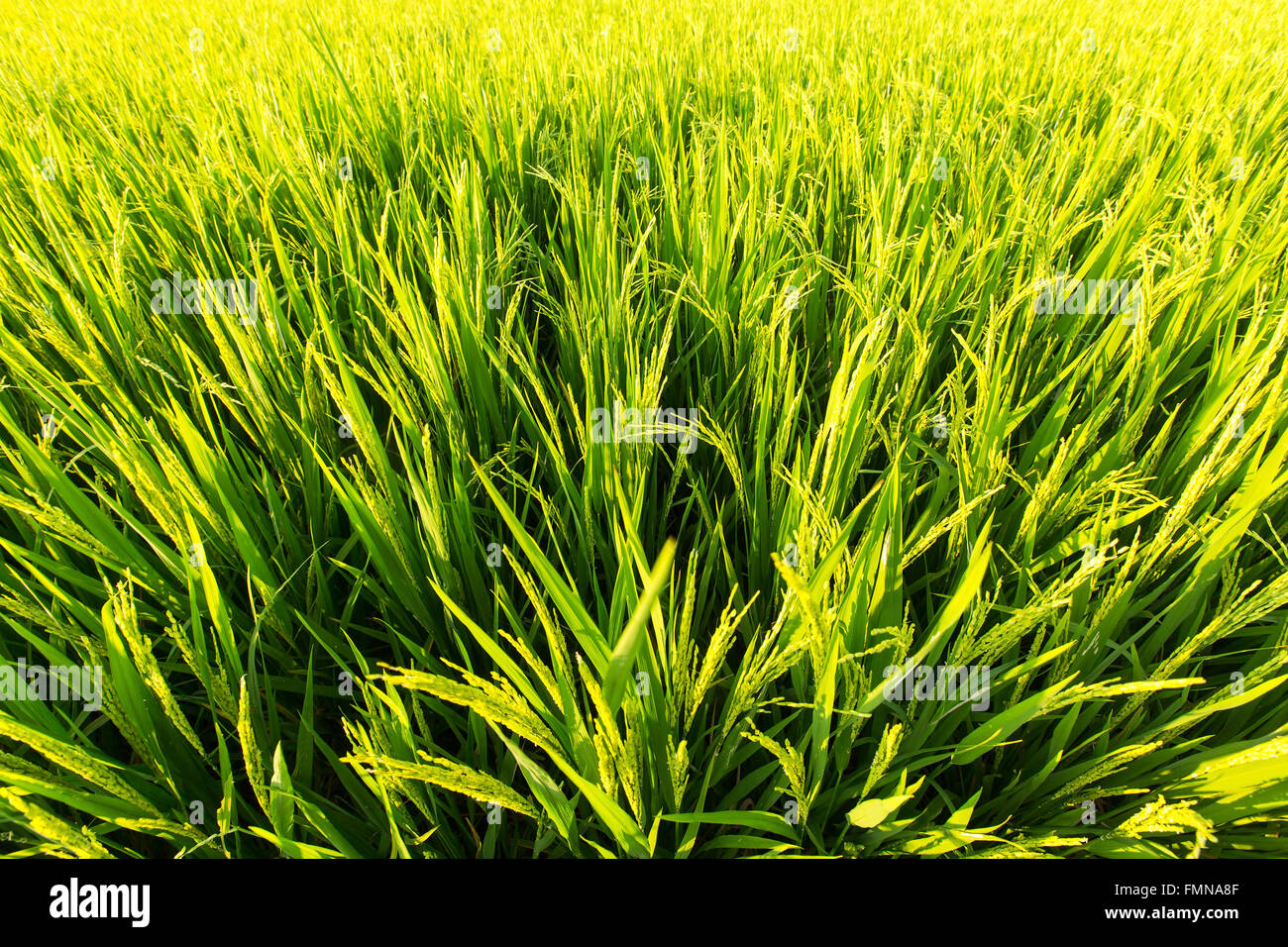 Green rice field Stock Photo - Alamy
