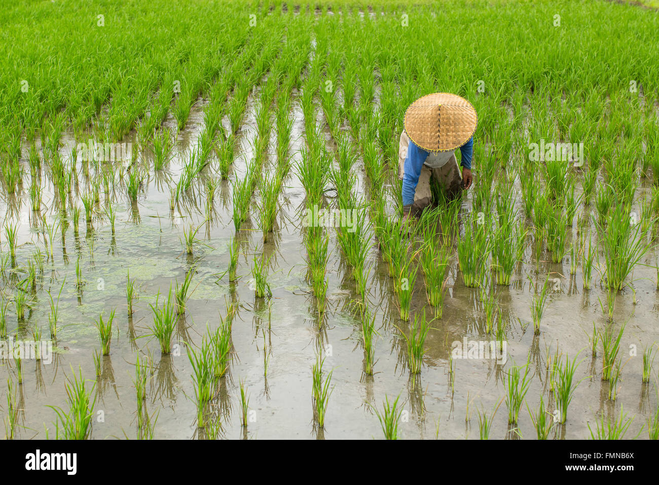 Farmer in the rice fields Stock Photo - Alamy