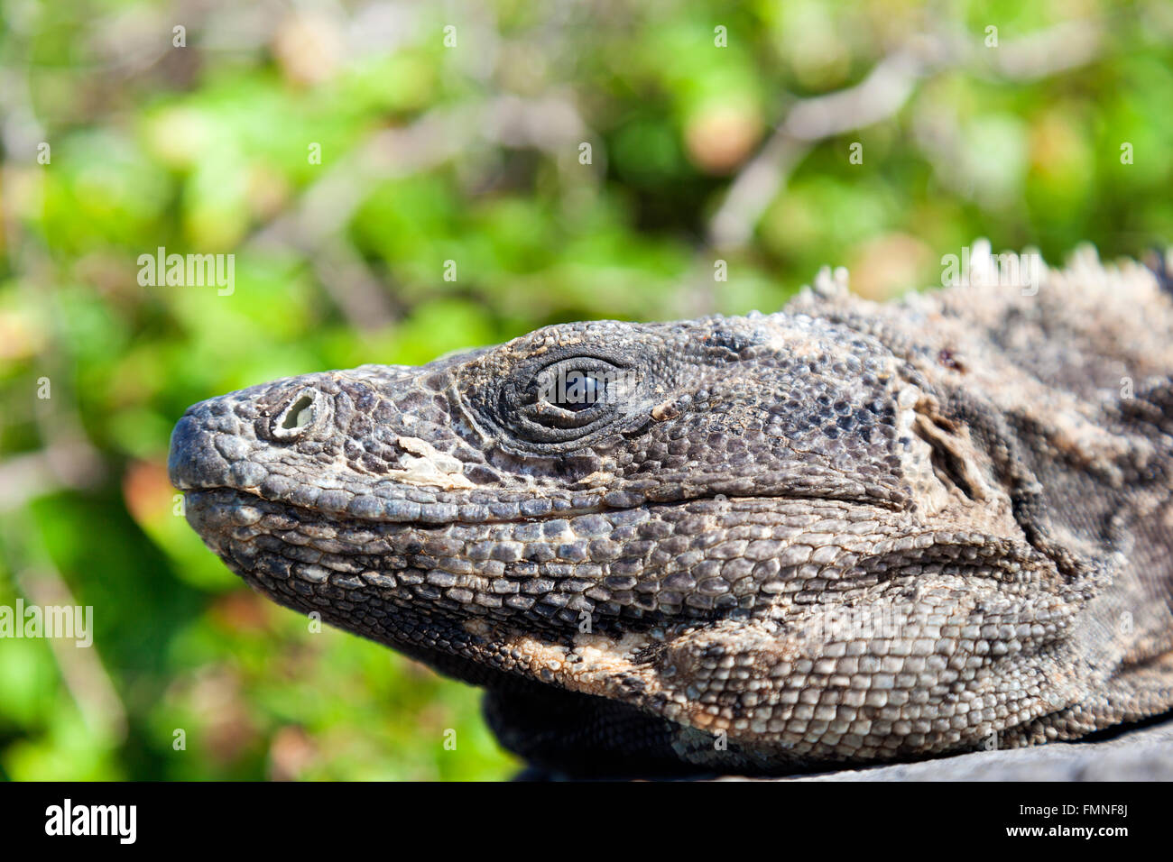 Closeup portrait of a gray iguana Stock Photo - Alamy