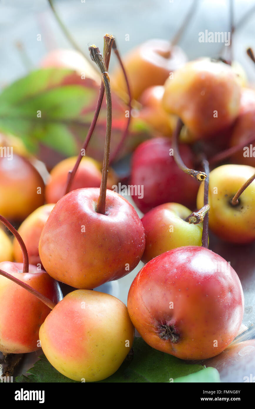 Wilde Äpfel. Wild Apples Stock Photo - Alamy