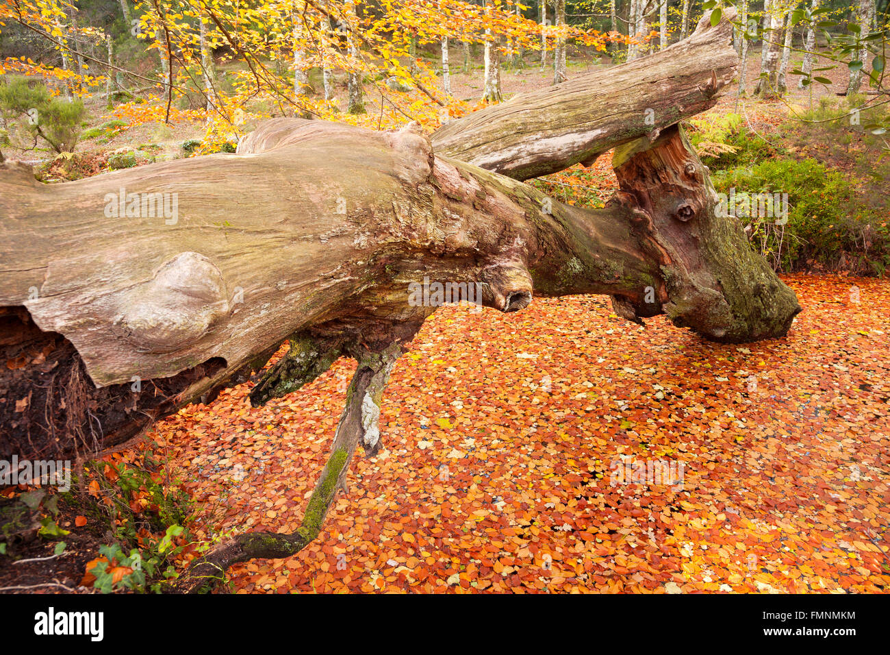 Old dry tree at the park, Autumn landscape Stock Photo - Alamy