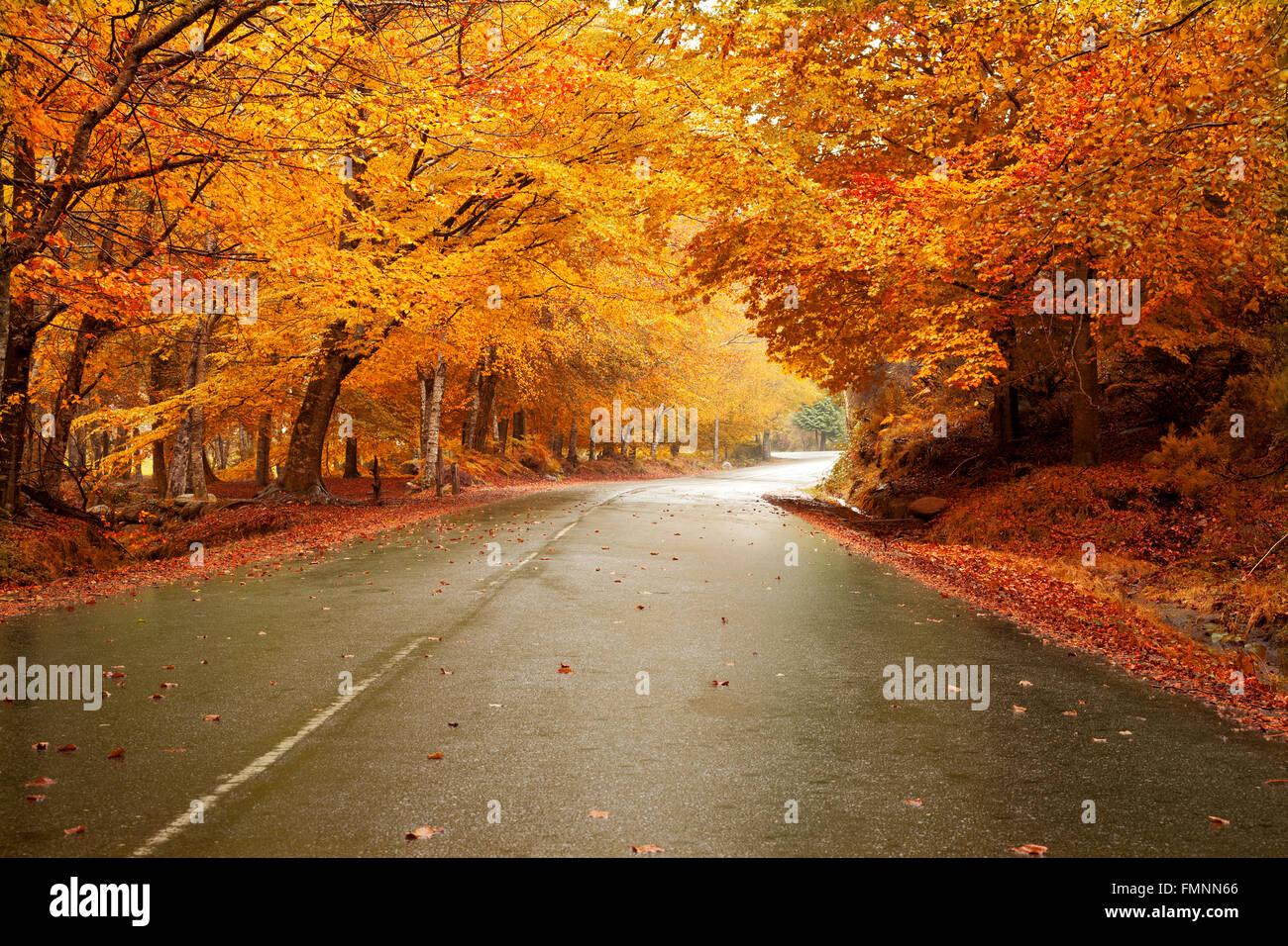 Autumn landscape with road and beautiful colored trees Stock Photo - Alamy