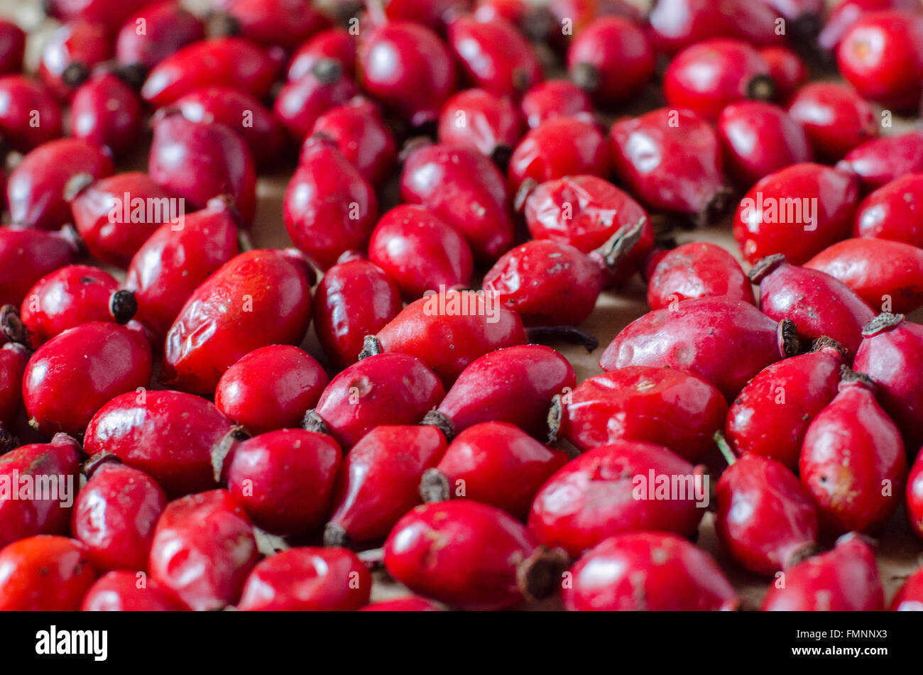 Sweetbrier berries red background Stock Photo - Alamy
