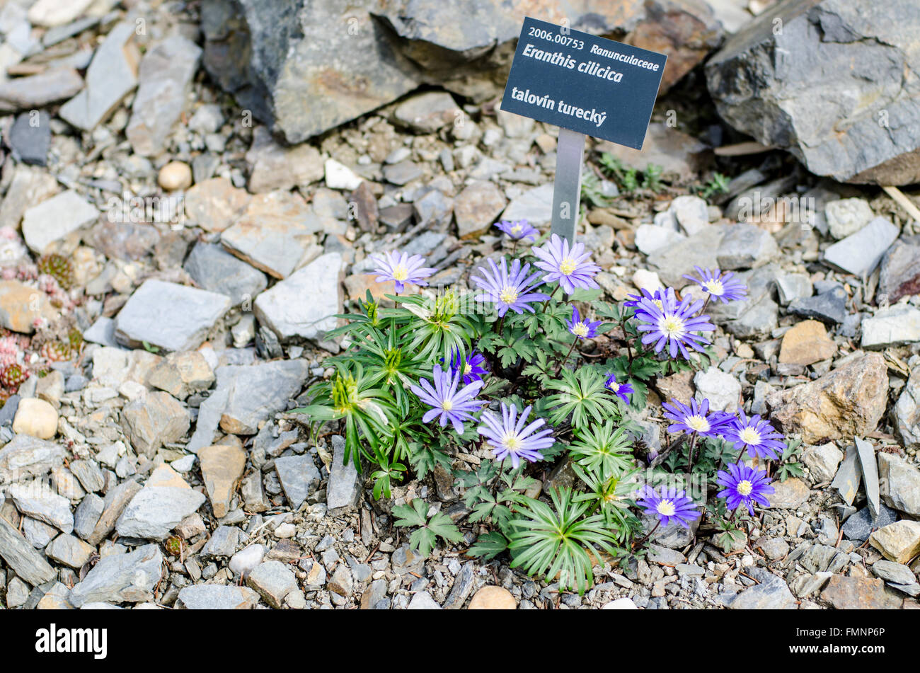 flowers, trees and atmosphere of botanical gradens Stock Photo - Alamy