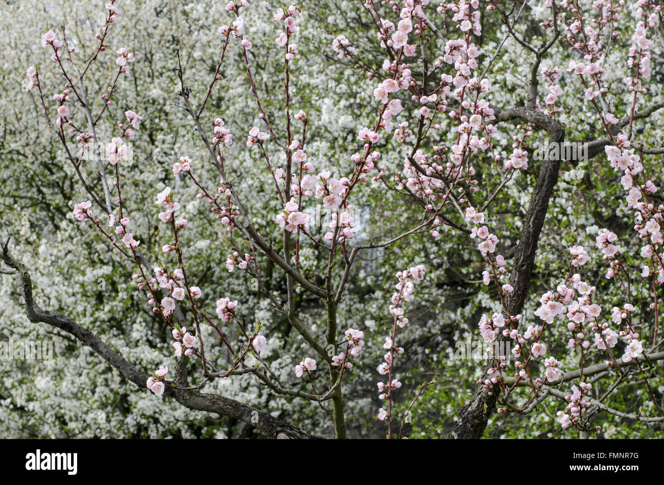 flowers, trees and atmosphere of botanical gradens Stock Photo - Alamy
