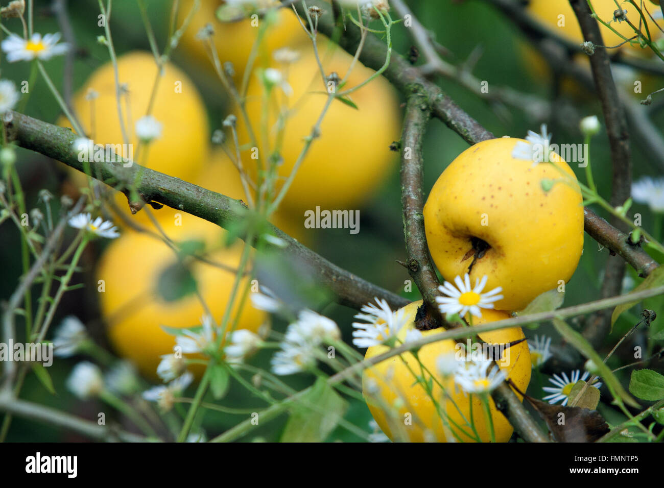 Quince Flower Fruit