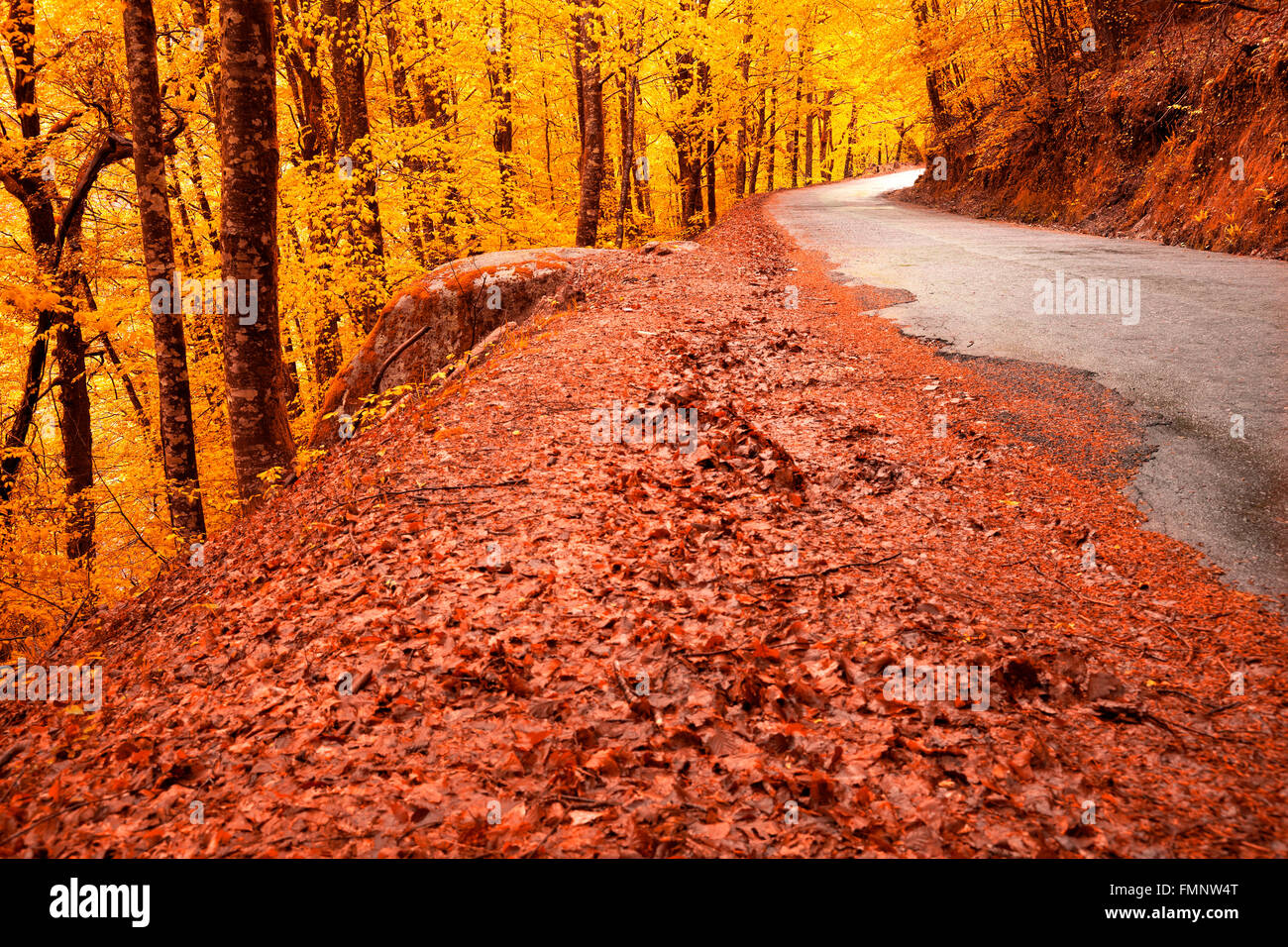 Beautiful autumn landscape with road and beautiful colored trees Stock ...