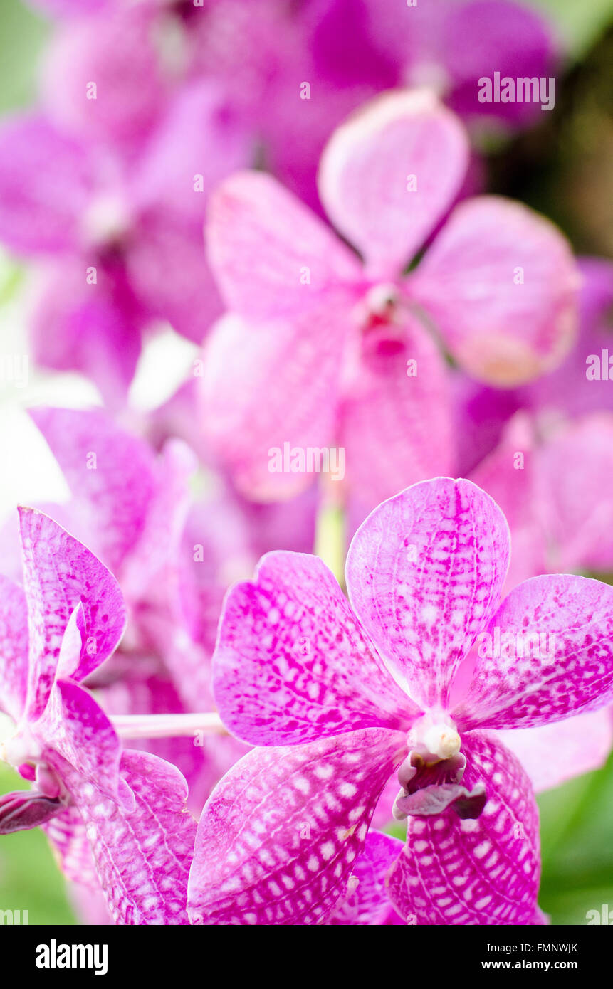 Lamiaceae detail hi-res stock photography and images - Alamy