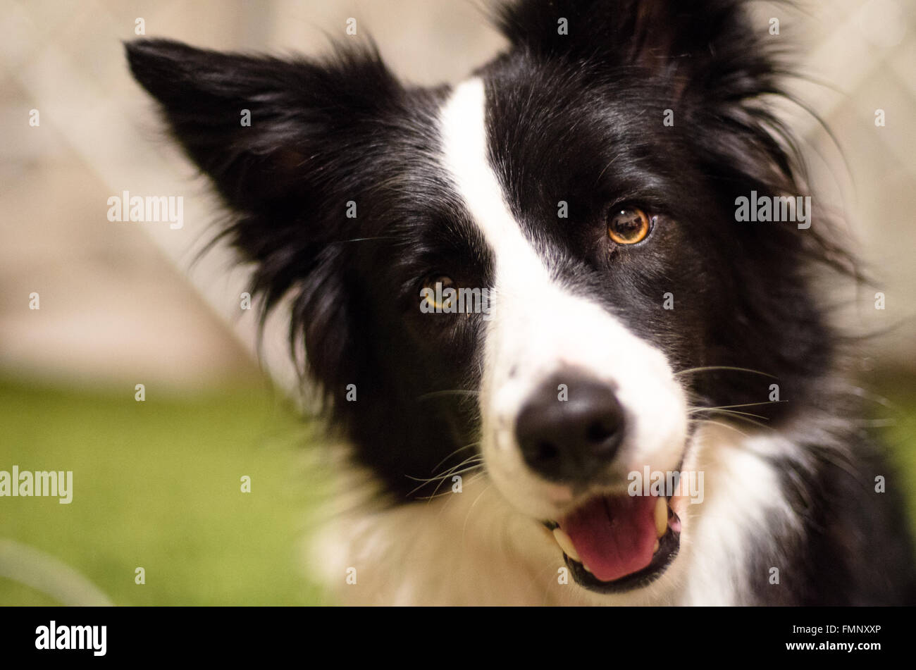 Cute border collie hi-res stock photography and images - Alamy