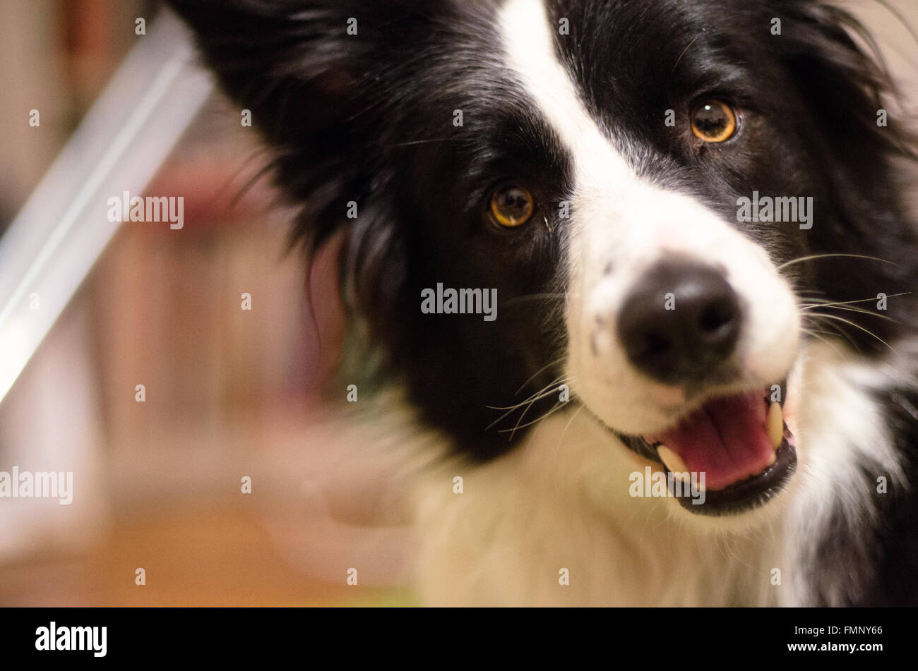 Cute Border Collie Stock Photo - Alamy