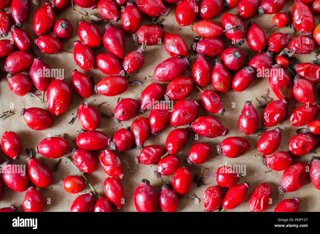 Sweetbrier berries red background Stock Photo - Alamy