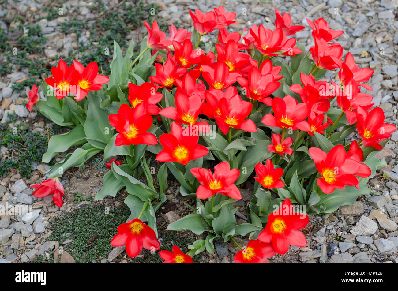 flowers, trees and atmosphere of botanical gradens Stock Photo - Alamy