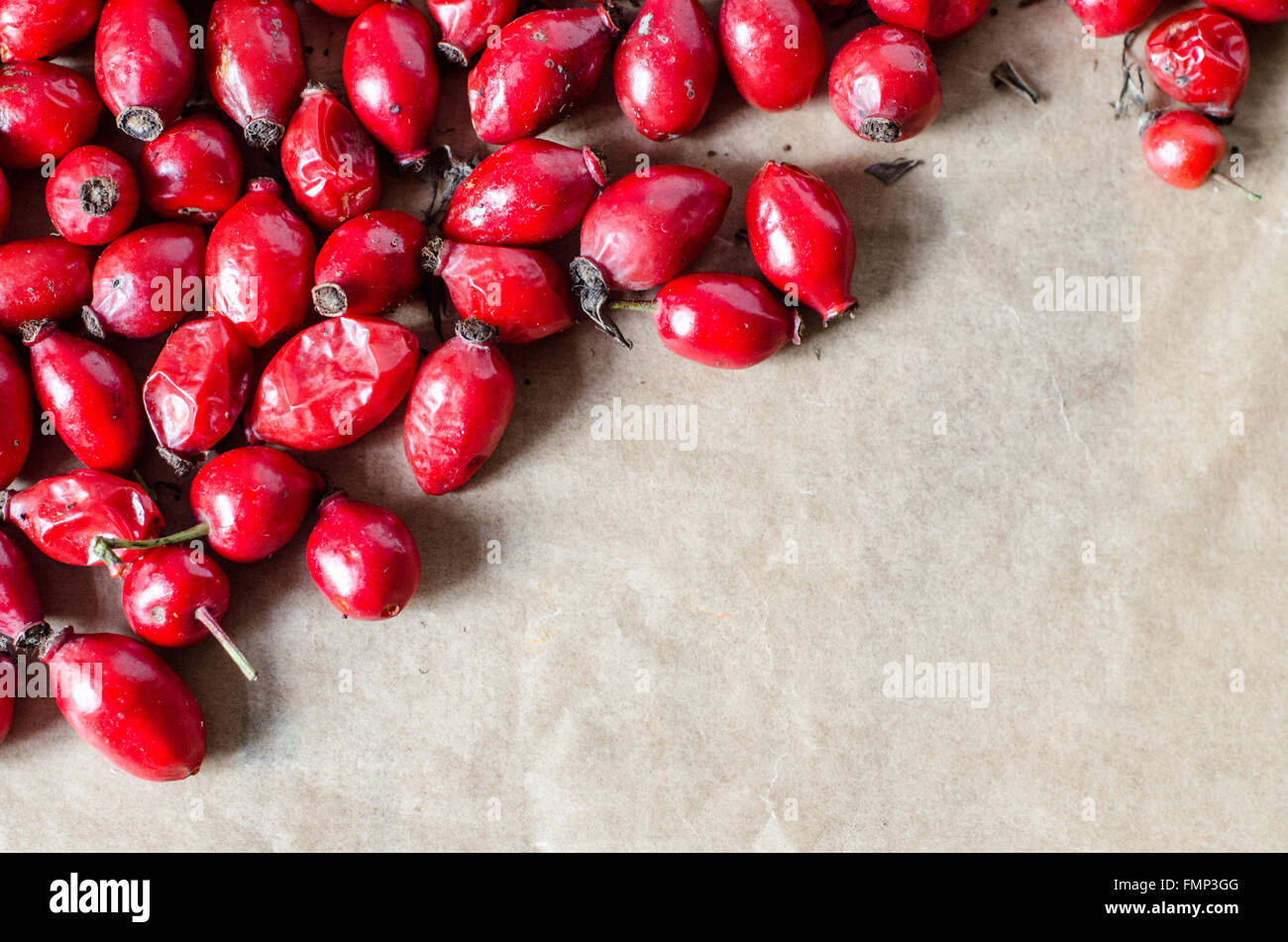 Sweetbrier berries red background Stock Photo - Alamy
