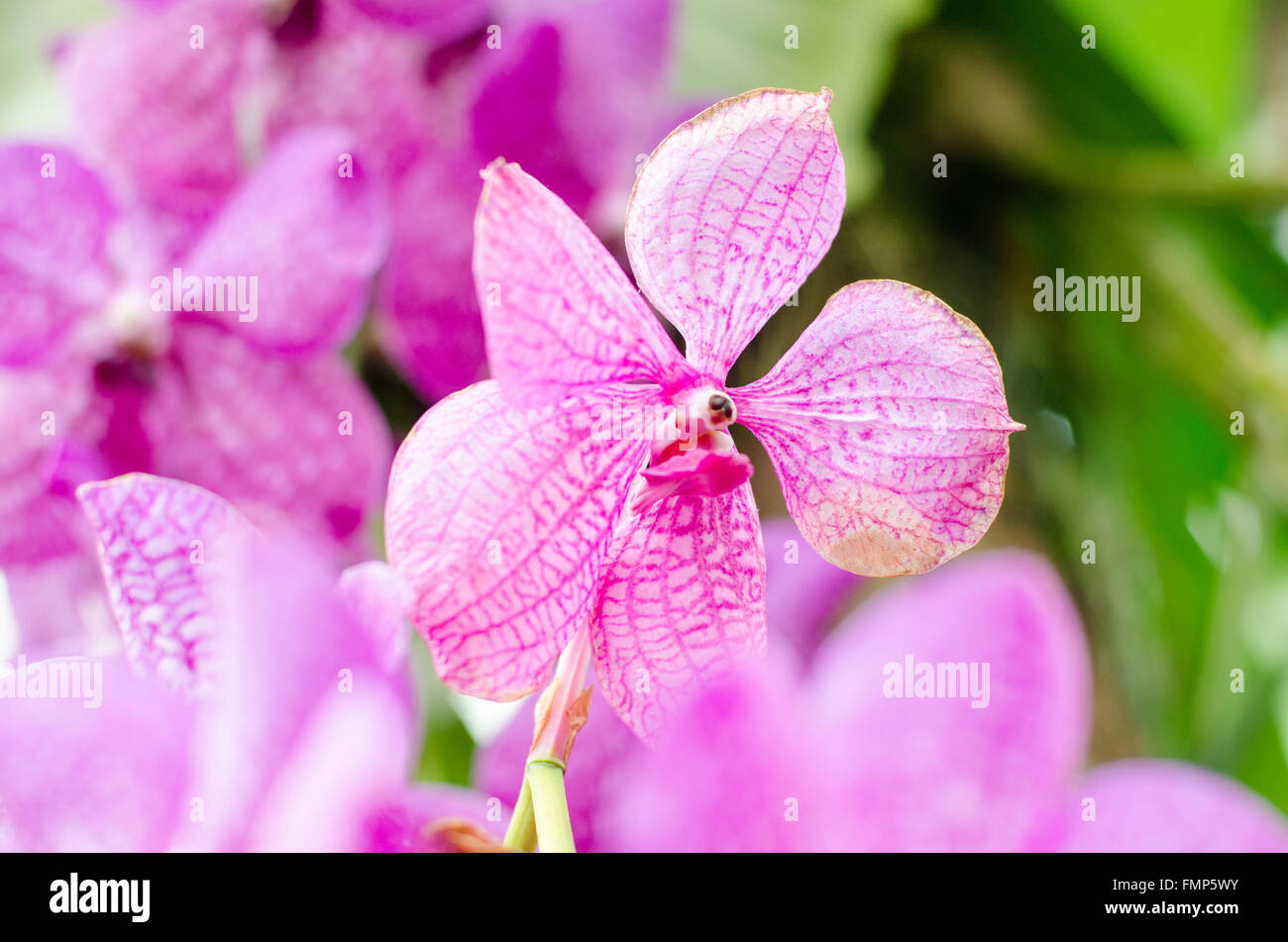 Lamiaceae gardening hi-res stock photography and images - Alamy