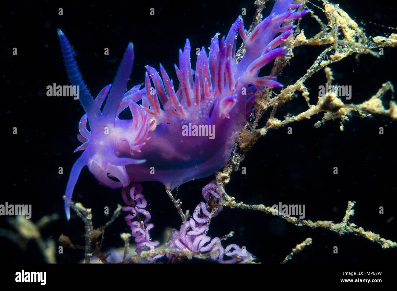 Invertebrate zoology hi-res stock photography and images - Alamy