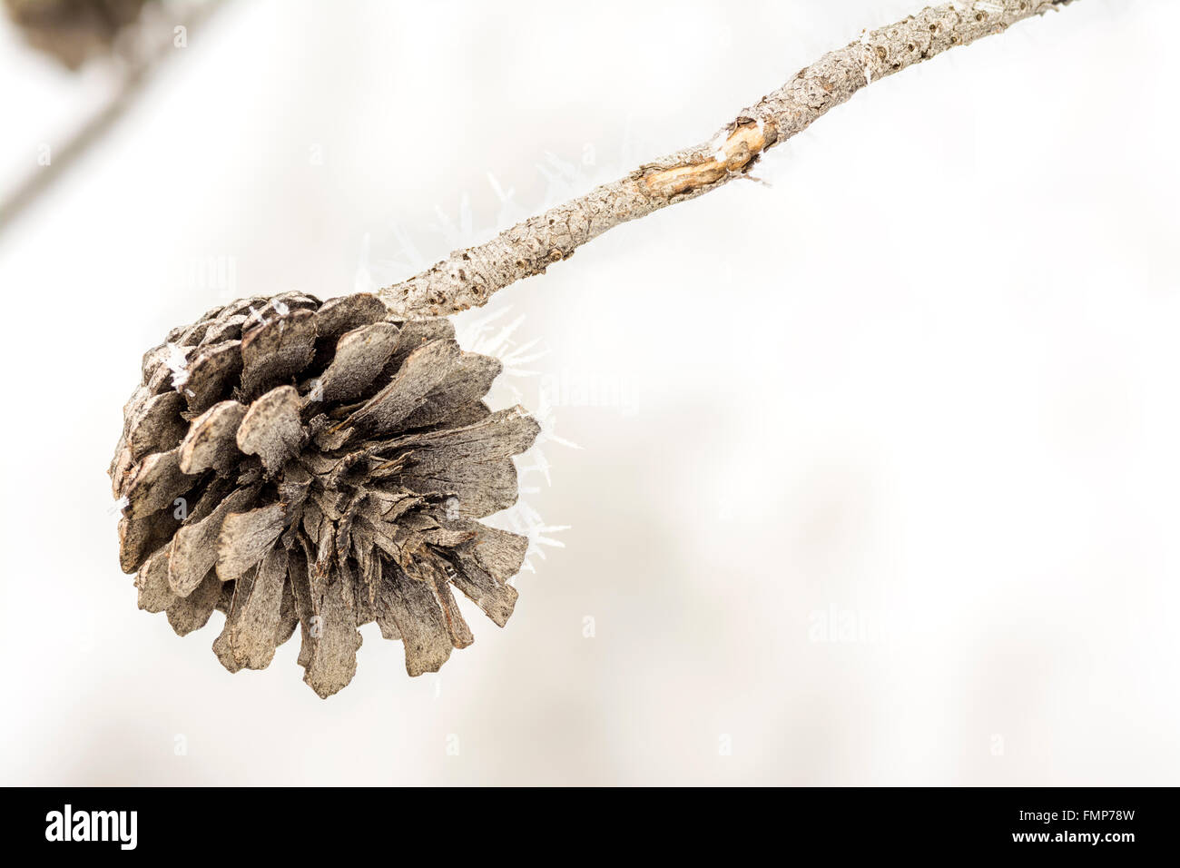 Old dried dead pine cone in winter Stock Photo - Alamy