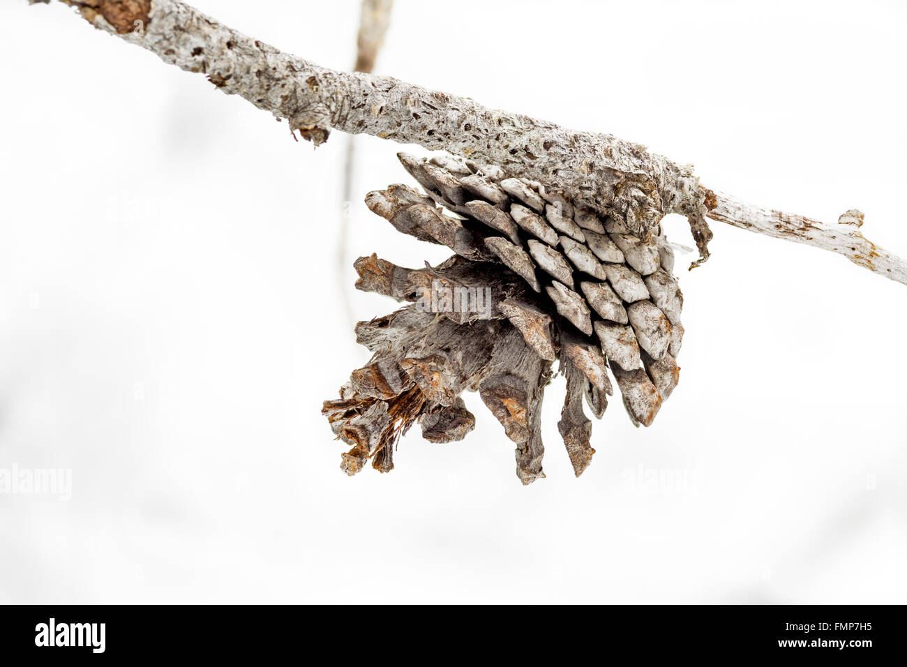 Cone nature hi-res stock photography and images - Alamy