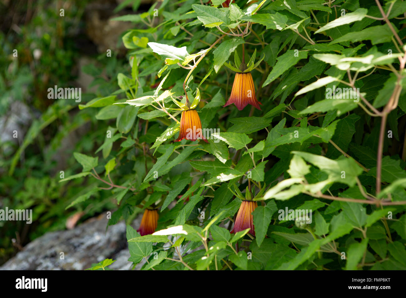 Flower of the Canary Bellflower (Canarina canariensis), also known as ...