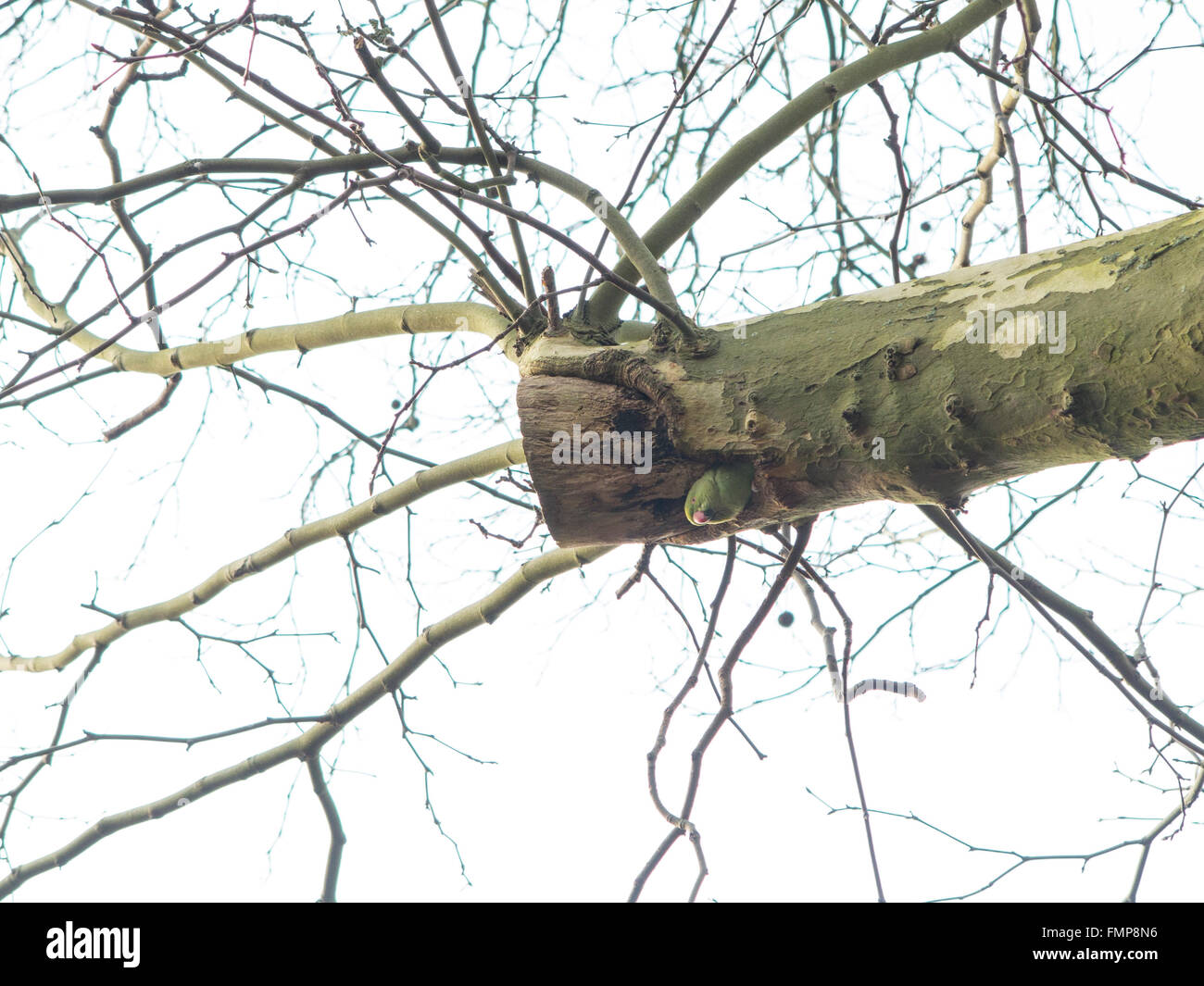 A rose ringed parrot on Wandsworth Common Stock Photo - Alamy