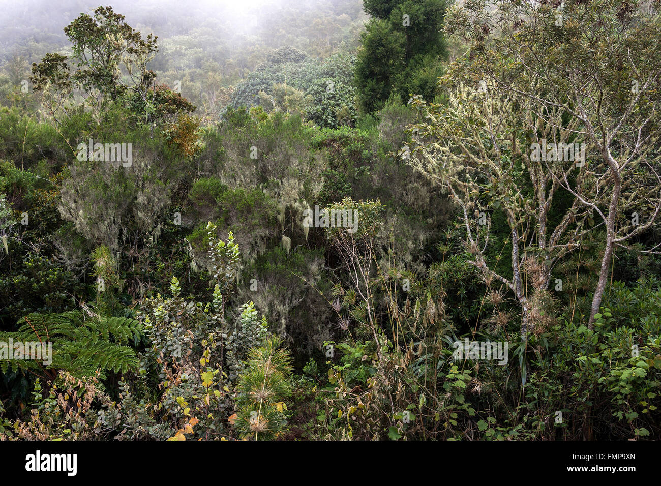 Dense forest in africa hi-res stock photography and images - Alamy