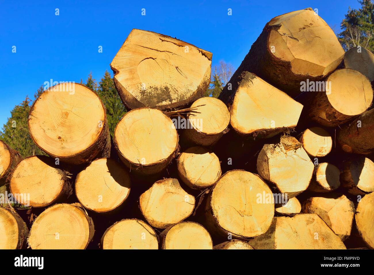 Stacked logs, Spruce (Picea abies), pine (Piunus sylvestris) and ...