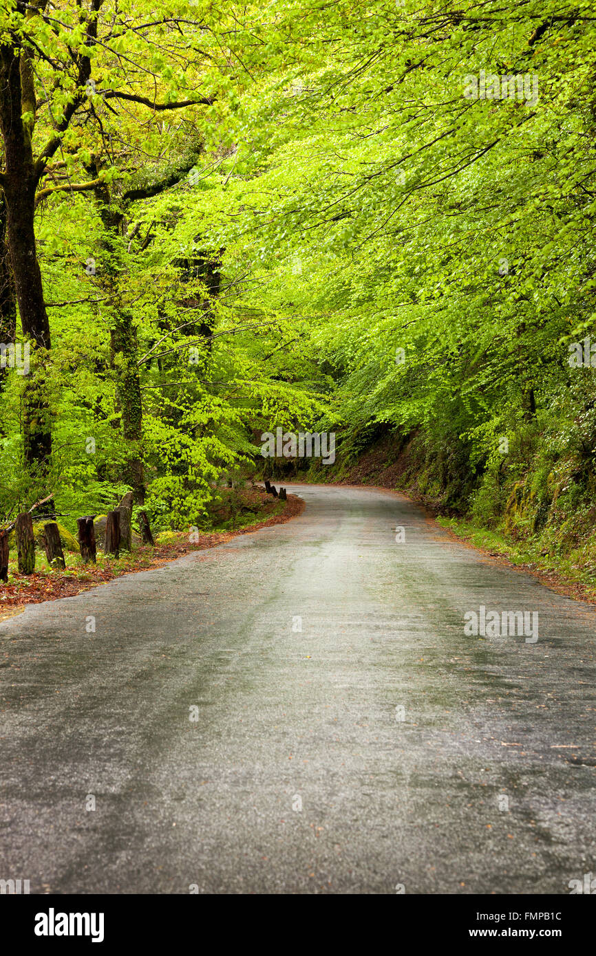 Spring landscape with road and beautiful green trees Stock Photo - Alamy